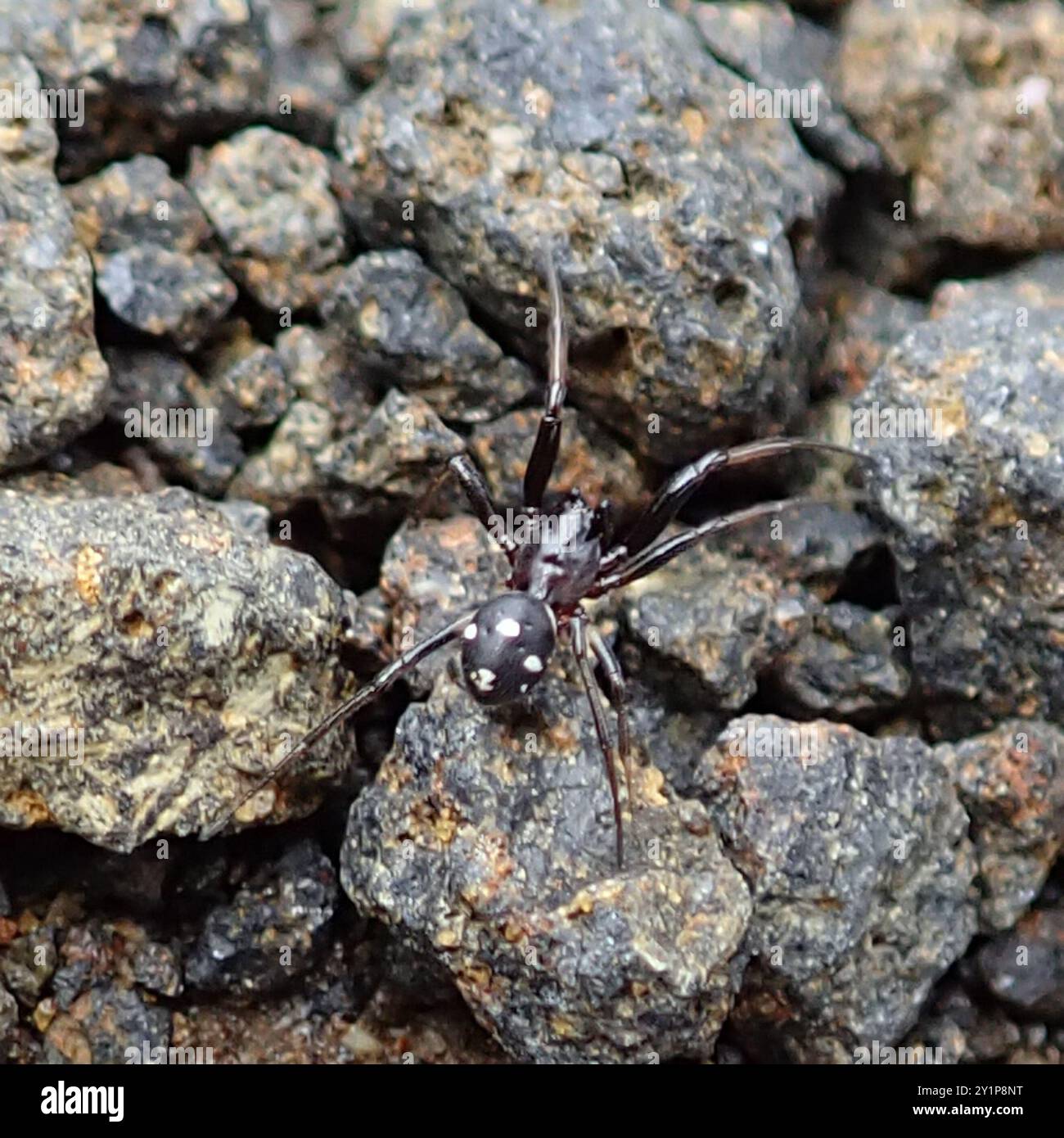 Spiders (Araneae) Arachnida Stock Photo - Alamy