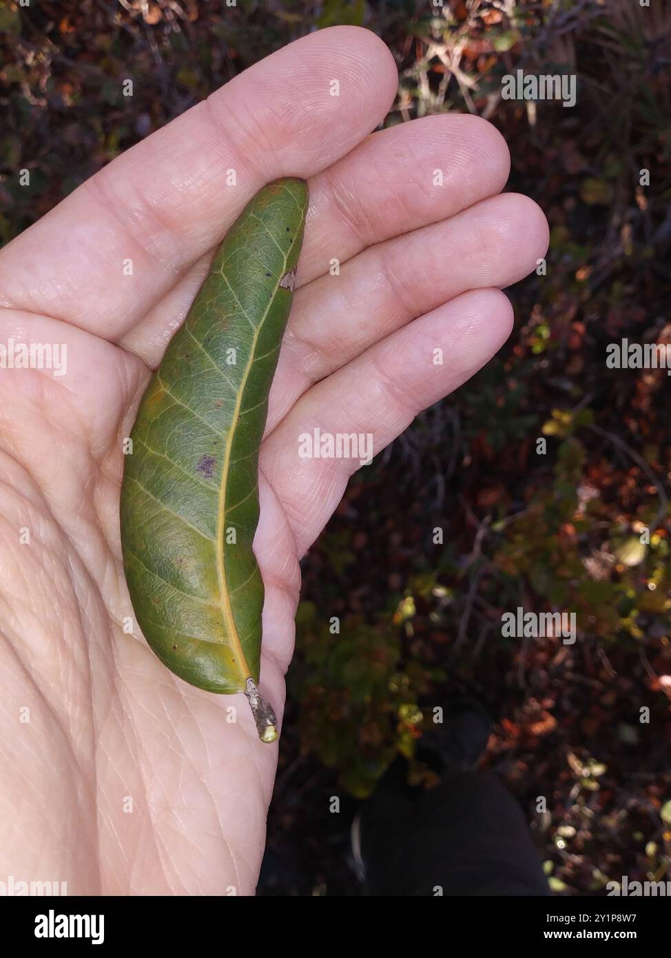 Florida scrub oak (Quercus inopina) Plantae Stock Photo - Alamy