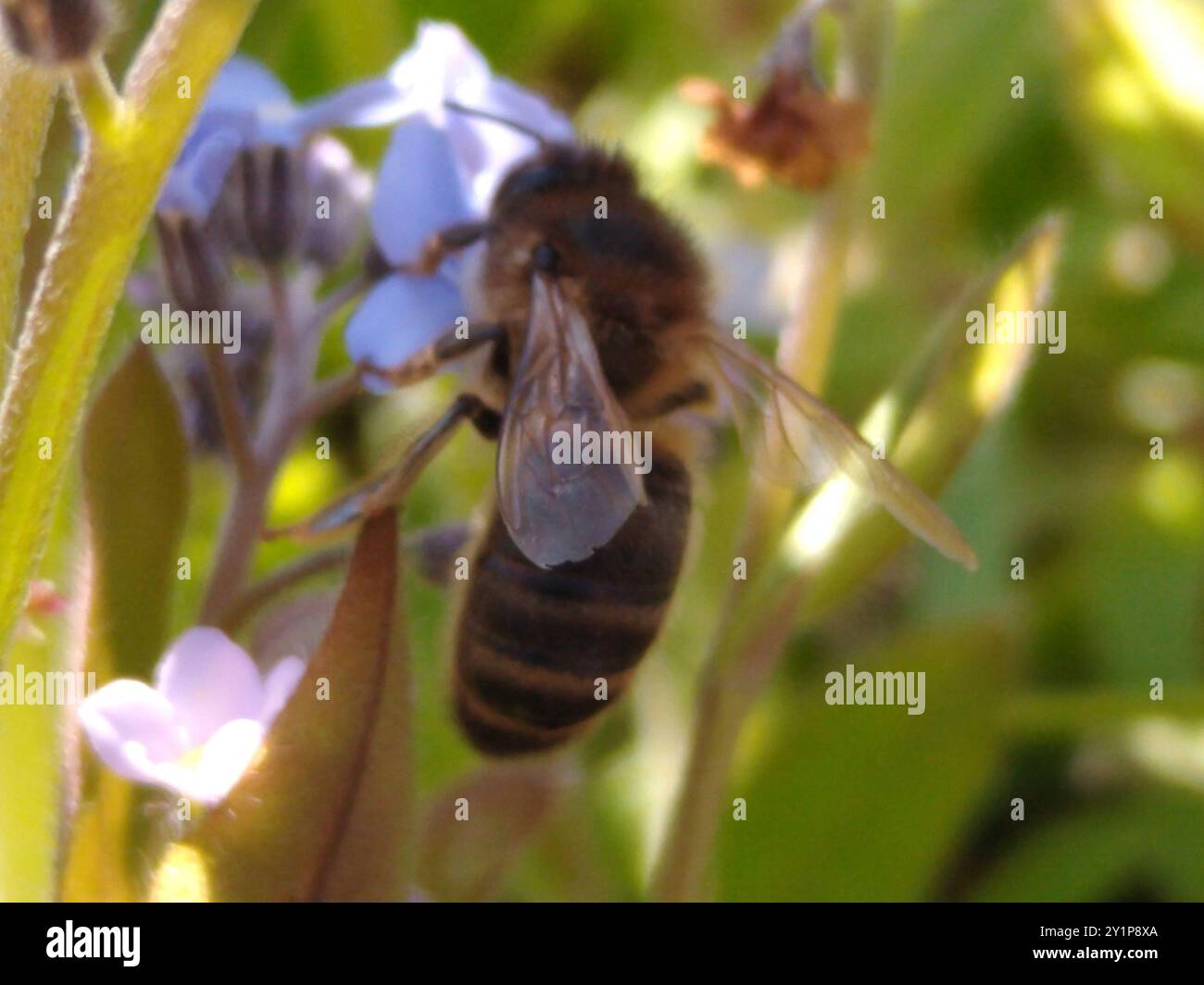Western Honey Bee (Apis mellifera) Insecta Stock Photo - Alamy
