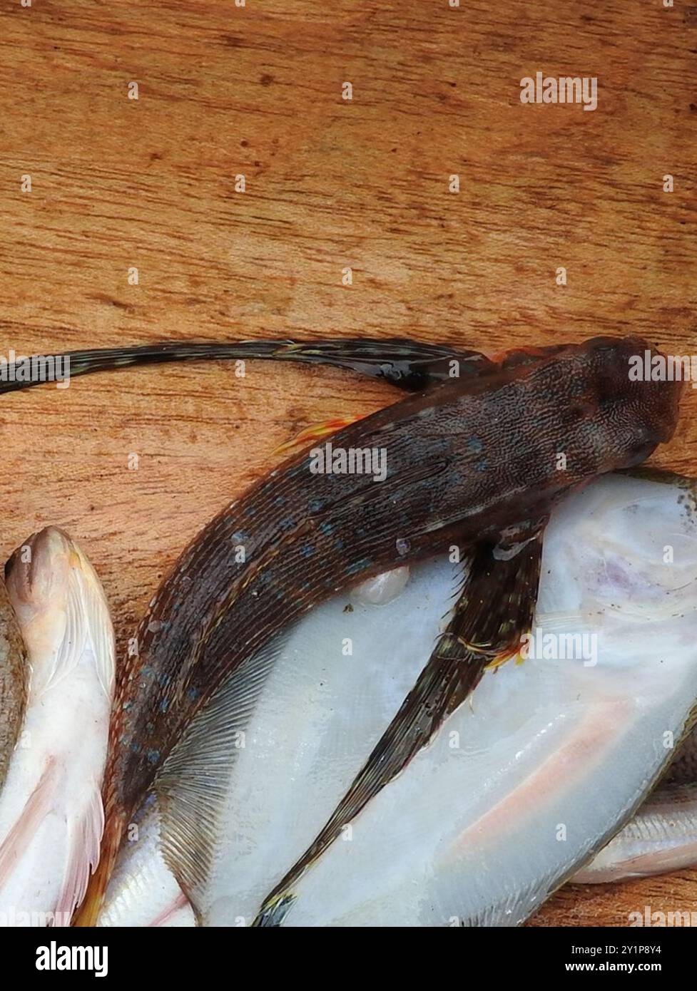 Flying Gurnard (Dactylopterus volitans) Actinopterygii Stock Photo - Alamy