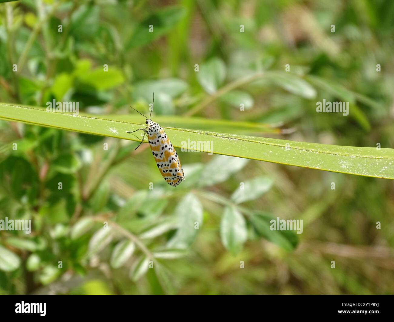 Ornate Bella Moth (Utetheisa ornatrix) Insecta Stock Photo - Alamy