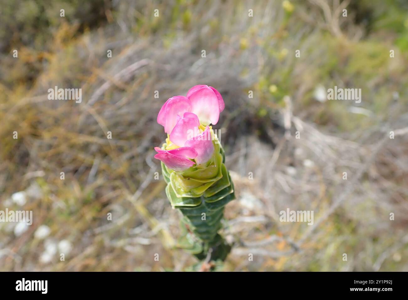 Salter (Saltera sarcocolla) Plantae Stock Photo - Alamy