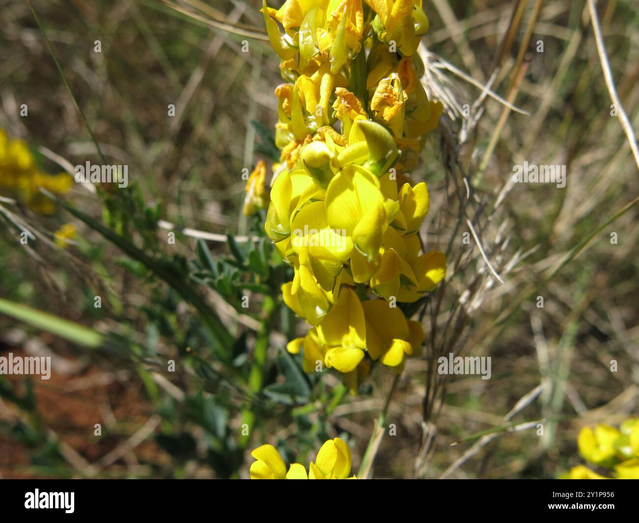 Round Pod Rattle Bush (Crotalaria globifera) Plantae Stock Photo - Alamy