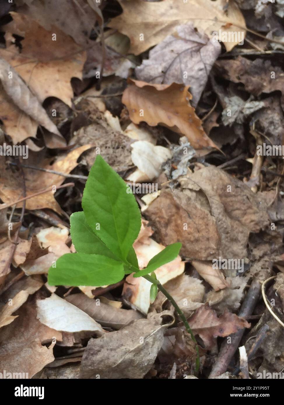 Running Strawberry-bush (Euonymus obovatus) Plantae Stock Photo - Alamy