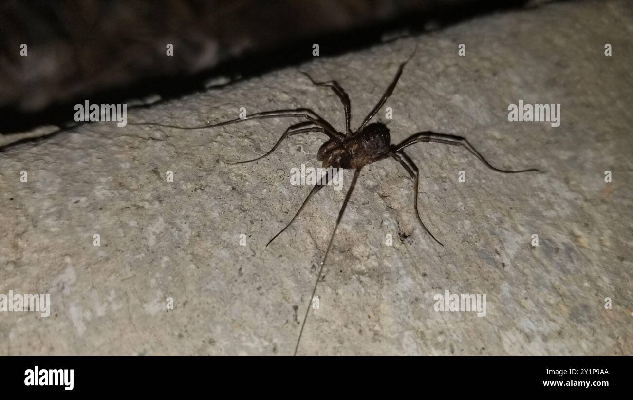 Protolophus hi-res stock photography and images - Alamy