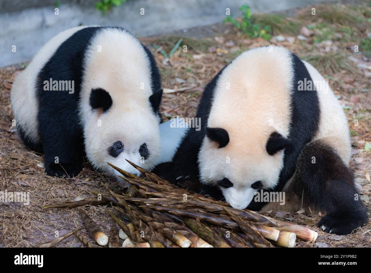 CHONGQING, CHINA - SEPTEMBER 8, 2024 - Giant pandas Yu Ke and Yu Ai eat ...