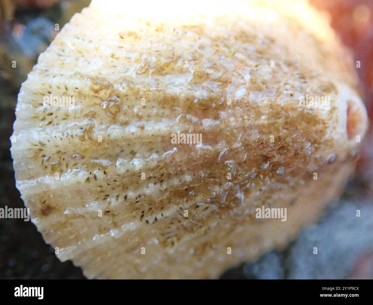 Diodora aspera hi-res stock photography and images - Alamy