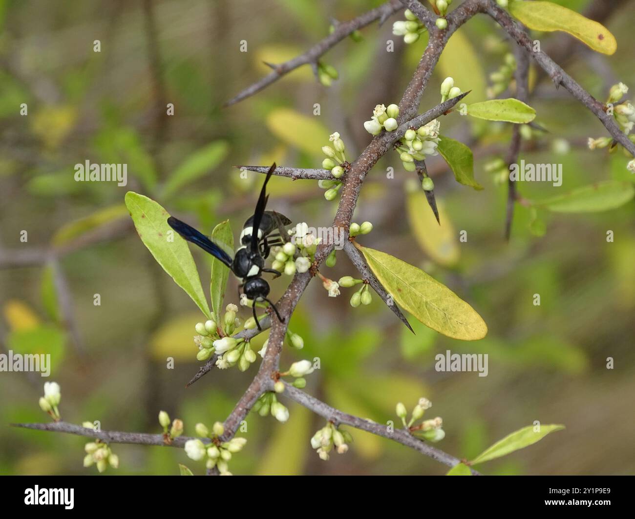 Four-toothed Mason Wasp (Monobia quadridens) Insecta Stock Photo - Alamy