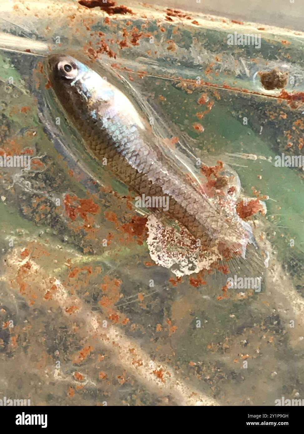 Western Mosquitofish (Gambusia affinis) Actinopterygii Stock Photo - Alamy