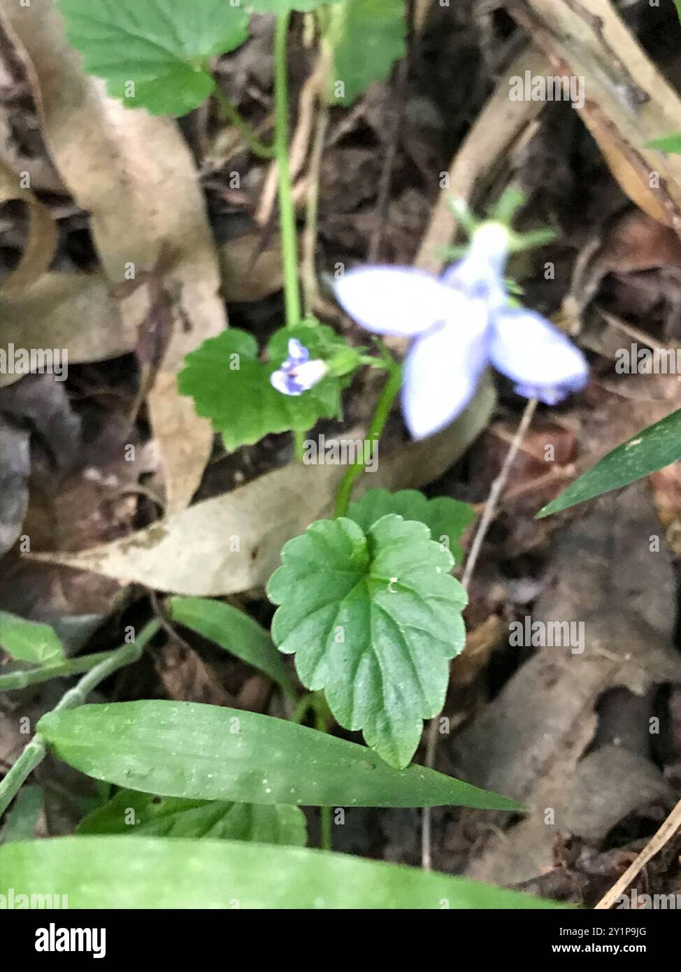 forest lobelia (Lobelia trigonocaulis) Plantae Stock Photo - Alamy