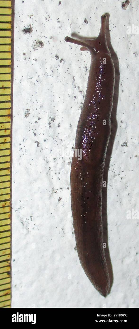 Threeband Slugs (Ambigolimax) Mollusca Stock Photo - Alamy