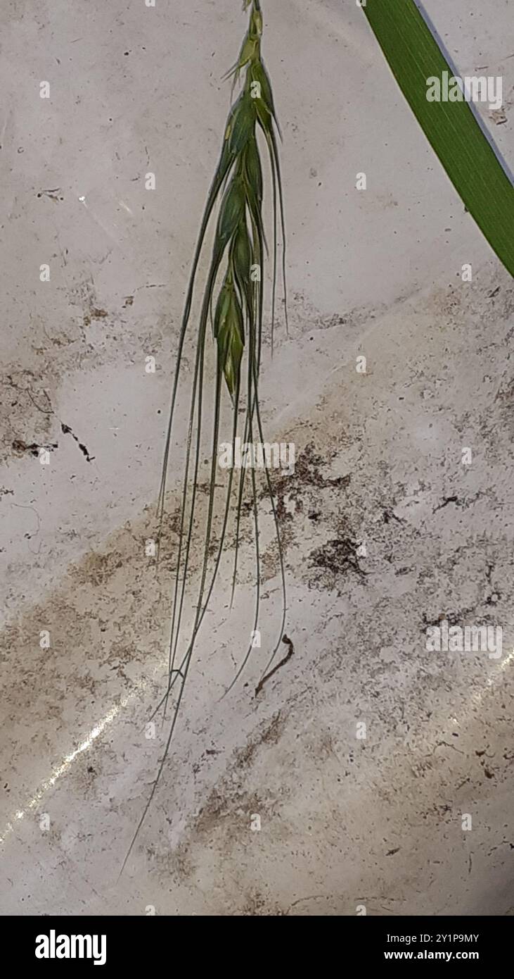 Common Barley (Hordeum vulgare) Plantae Stock Photo - Alamy
