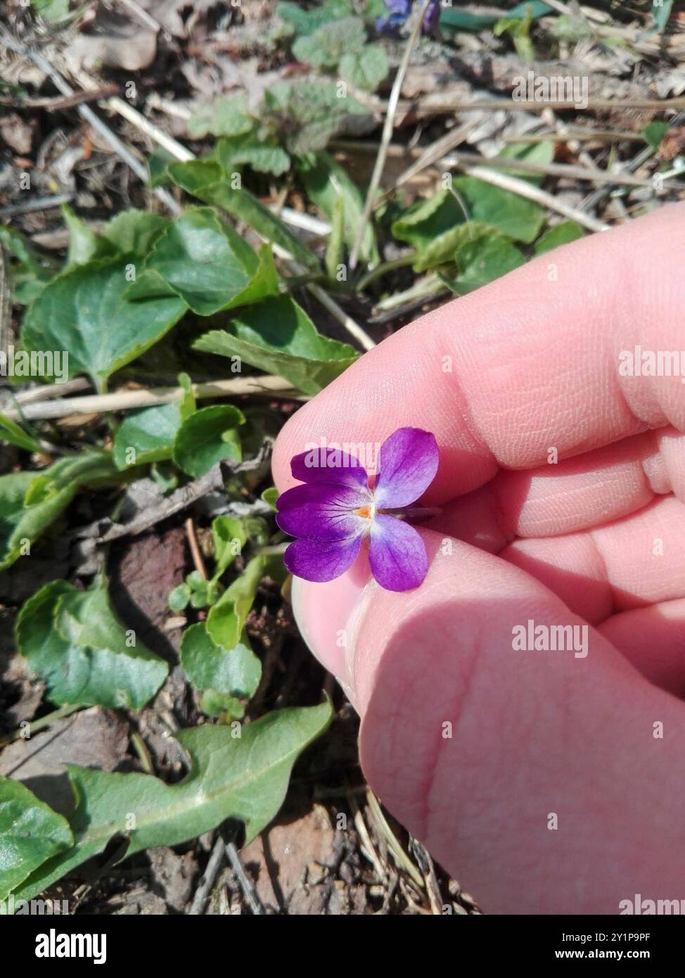 Sweet violet (Viola odorata) Plantae Stock Photo - Alamy
