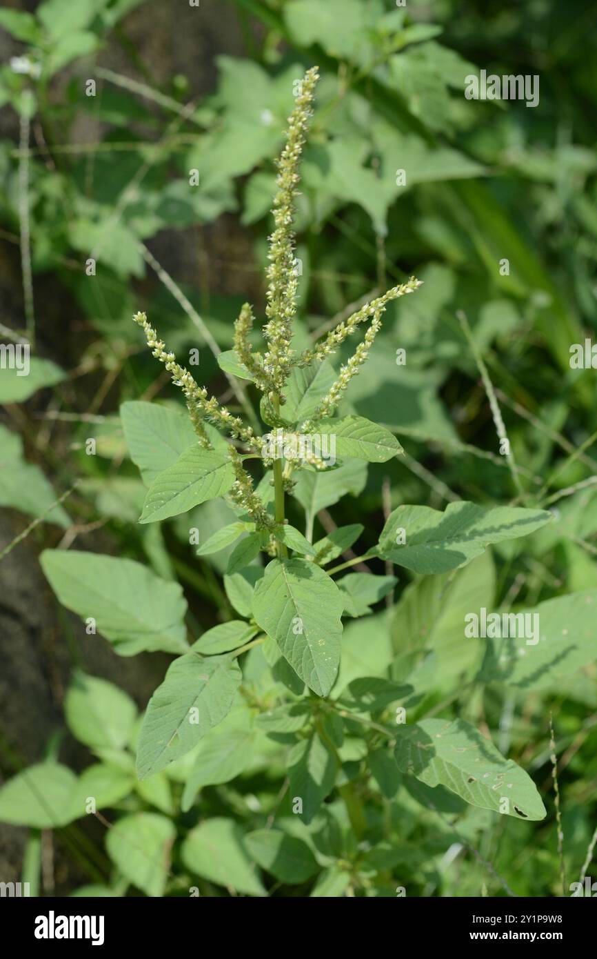 green amaranth (Amaranthus viridis) Plantae Stock Photo - Alamy