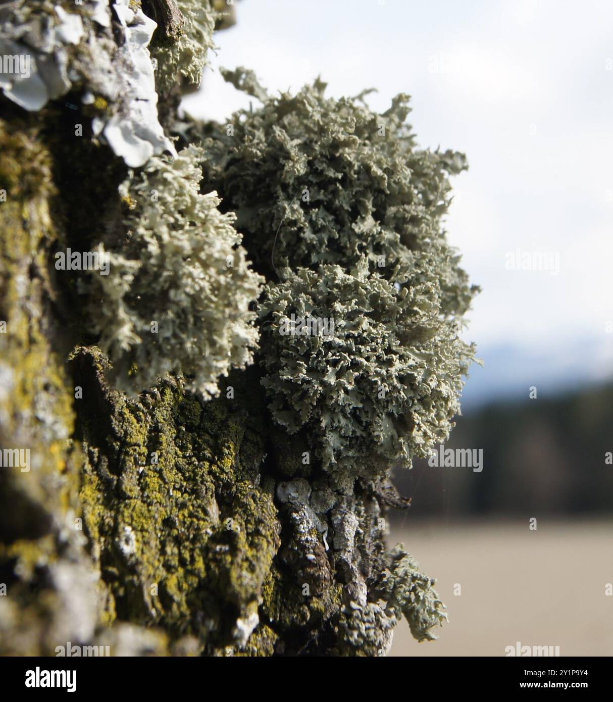 bushy lichens (Ramalina) Fungi Stock Photo - Alamy
