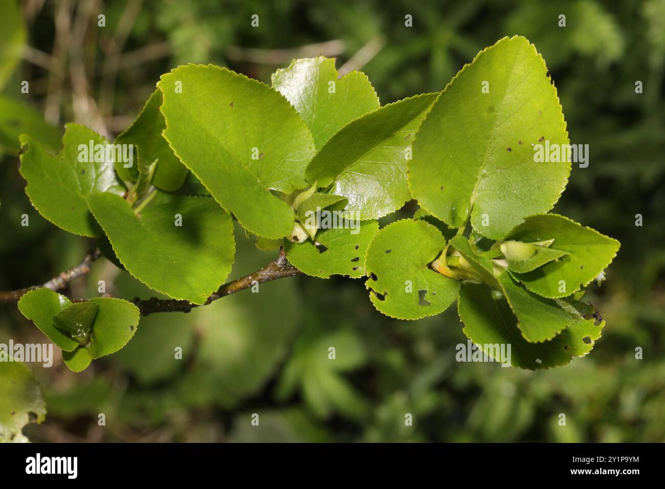 Italian alder (Alnus cordata) Plantae Stock Photo - Alamy