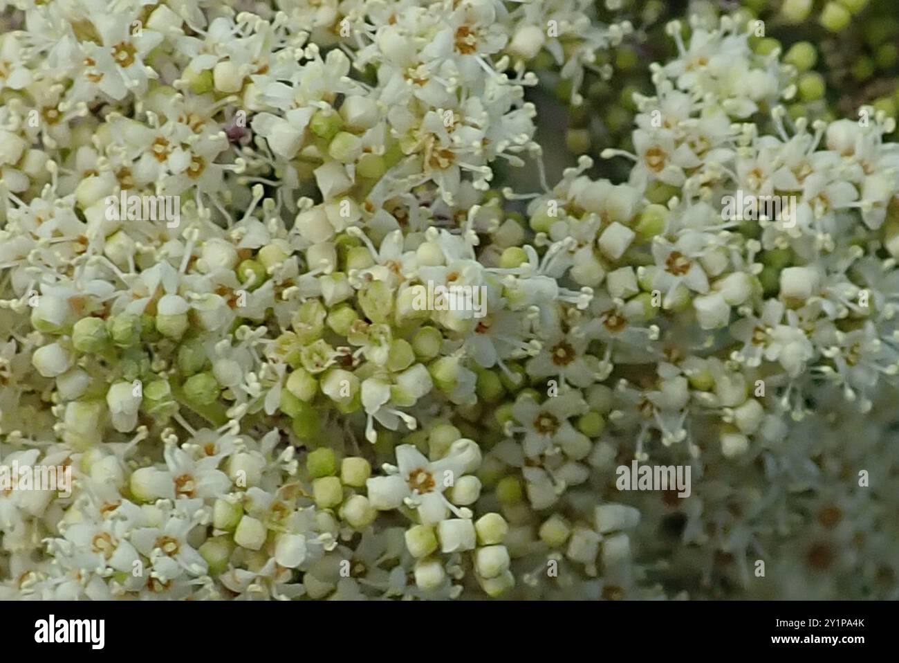False Olive (Buddleja saligna) Plantae Stock Photo - Alamy
