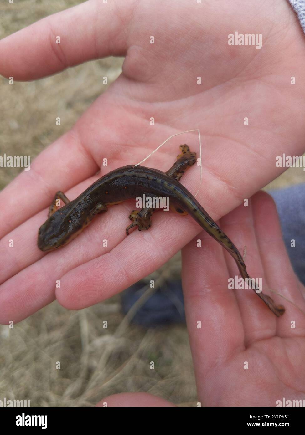 Eastern Newt (Notophthalmus viridescens) Amphibia Stock Photo - Alamy
