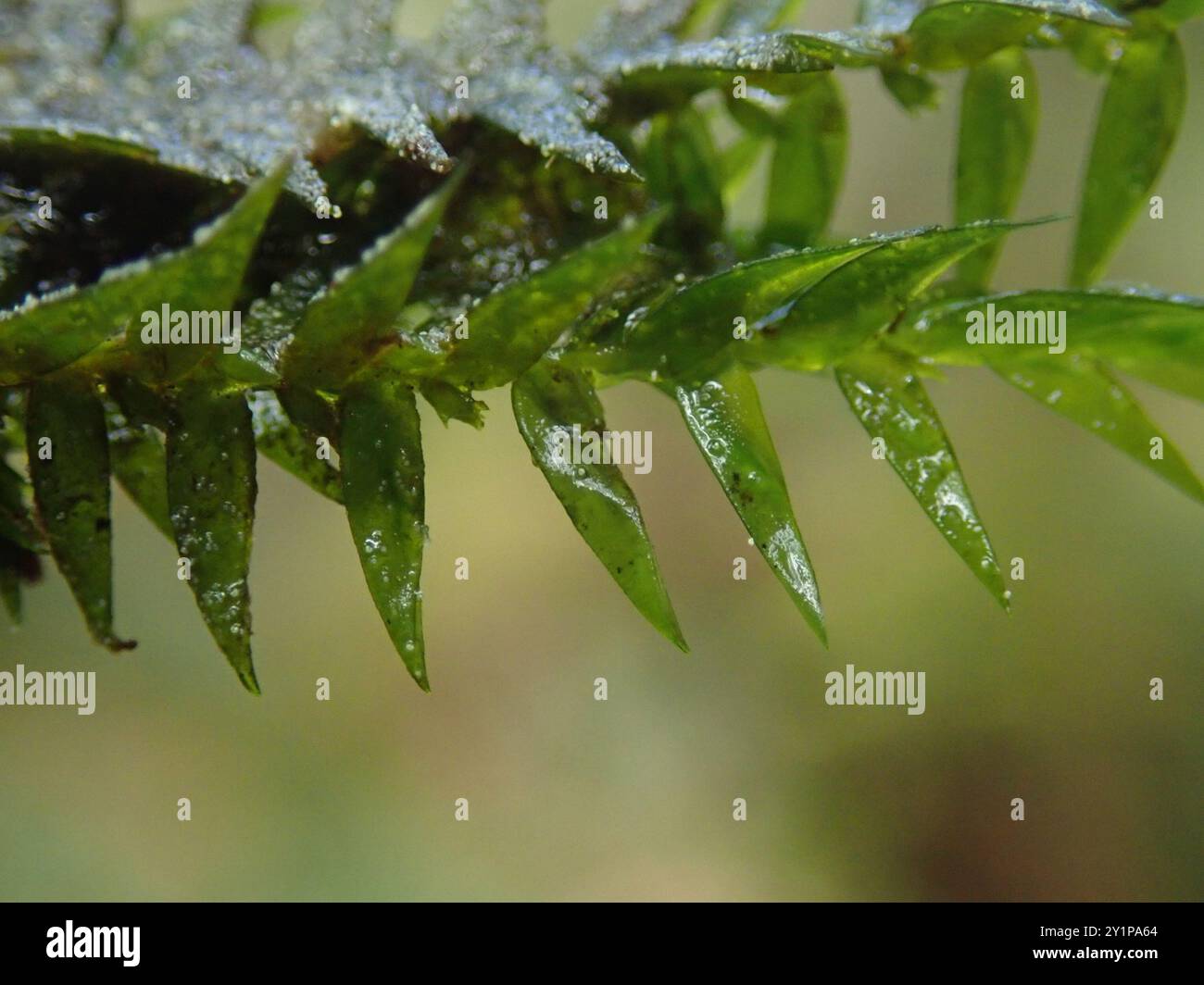 Willow Moss (Fontinalis antipyretica) Plantae Stock Photo - Alamy