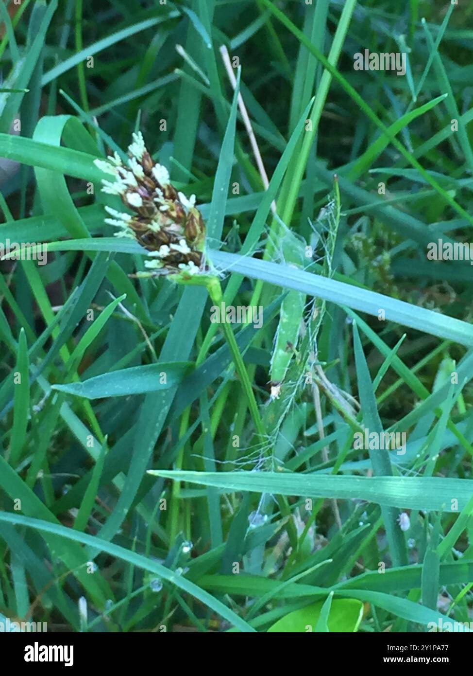 Field woodrush (Luzula campestris) Plantae Stock Photo - Alamy