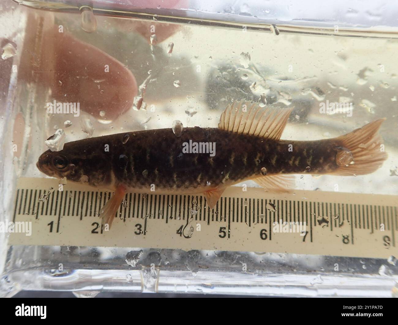 Central Mudminnow (Umbra limi) Actinopterygii Stock Photo - Alamy