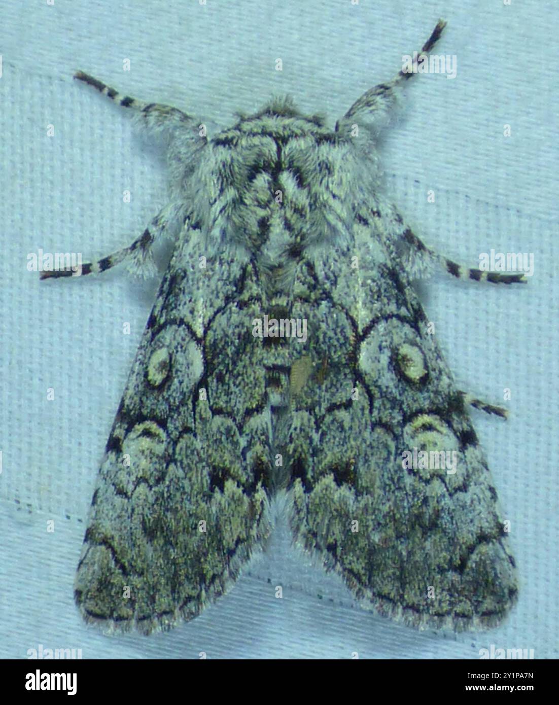 Charadra hi-res stock photography and images - Alamy