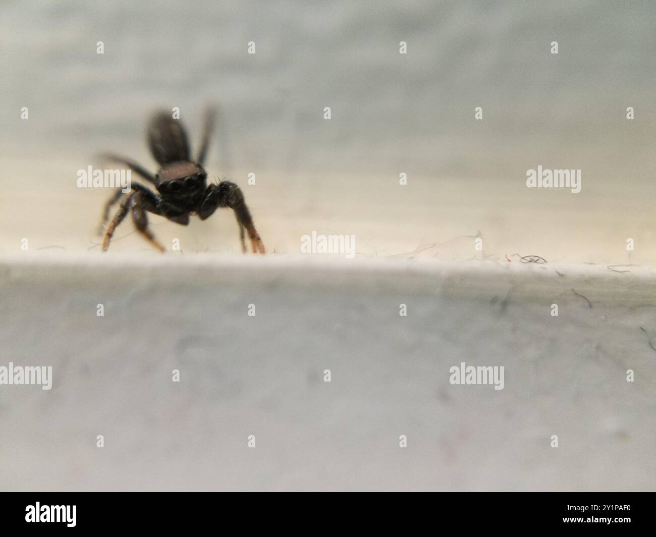 Ribbon Jumping Spider (Metacyrba taeniola) Arachnida Stock Photo - Alamy