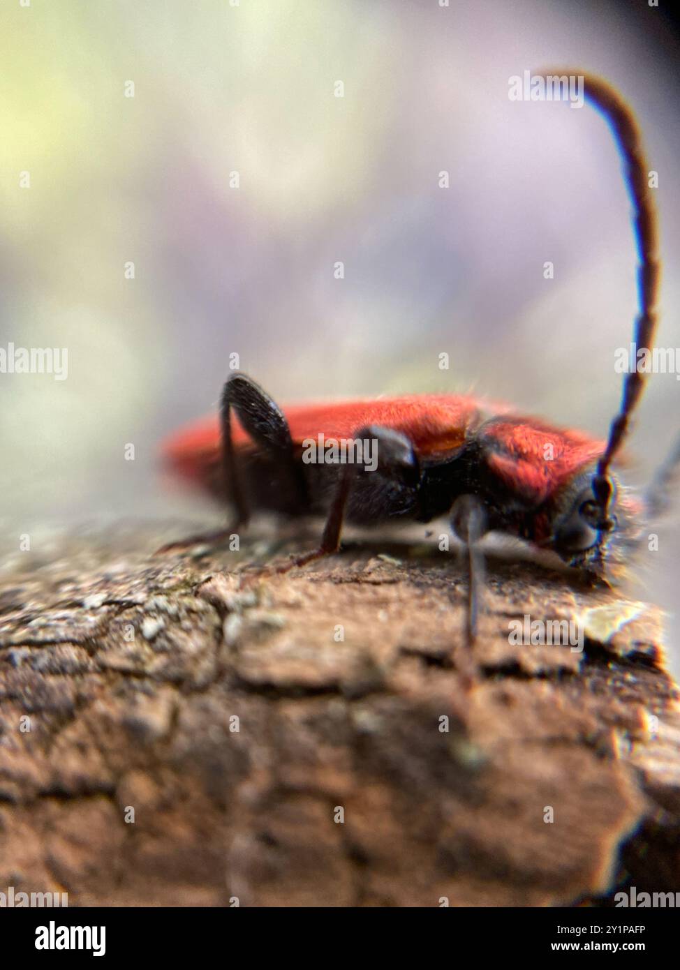 Welsh Oak Longhorn Beetle (Pyrrhidium sanguineum) Insecta Stock Photo ...