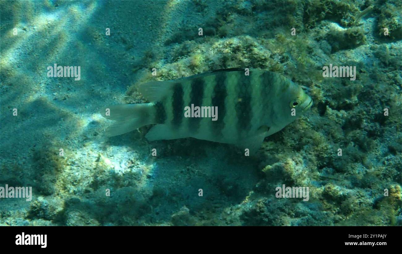 Banded Sergeant (Abudefduf septemfasciatus) Actinopterygii Stock Photo ...