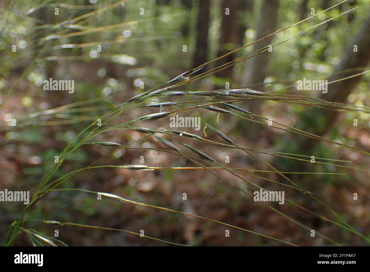 Blackseed Needlegrass (Piptochaetium avenaceum) Plantae Stock Photo - Alamy