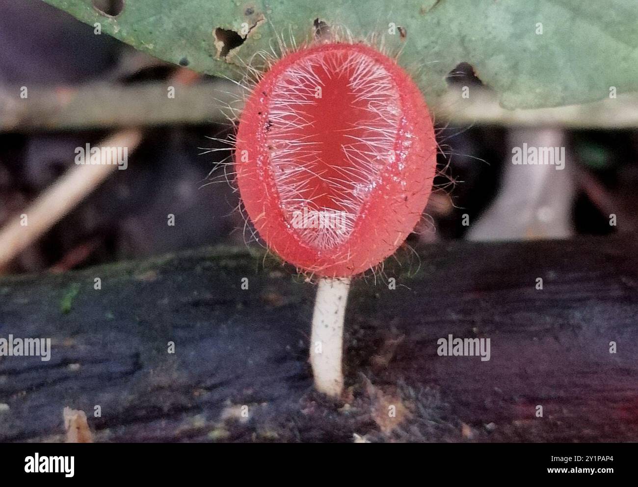 Bristly Tropical Cup (Cookeina tricholoma) Fungi Stock Photo - Alamy