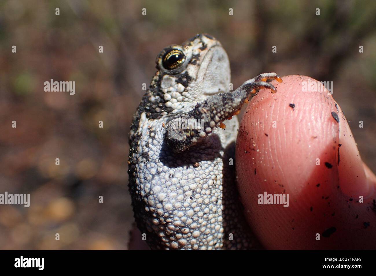 Oak Toad (Anaxyrus quercicus) Amphibia Stock Photo - Alamy