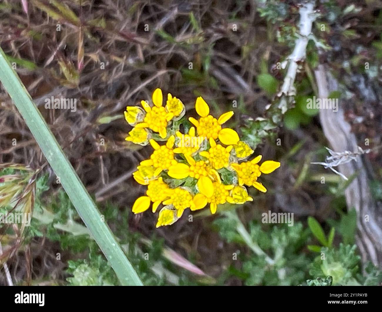 Golden Yarrow (Eriophyllum confertiflorum) Plantae Stock Photo - Alamy