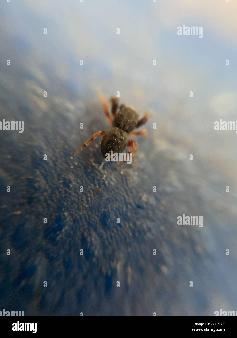 Oak Jumping Spider (Ballus chalybeius) Arachnida Stock Photo - Alamy