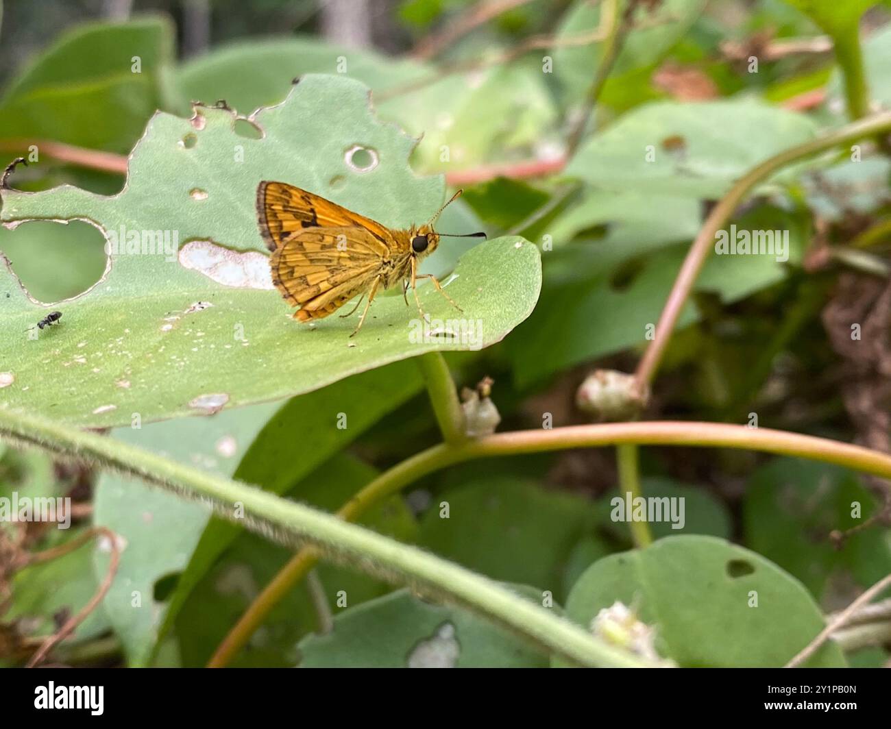 Wide-brand Grass-dart (Suniana sunias) Insecta Stock Photo - Alamy