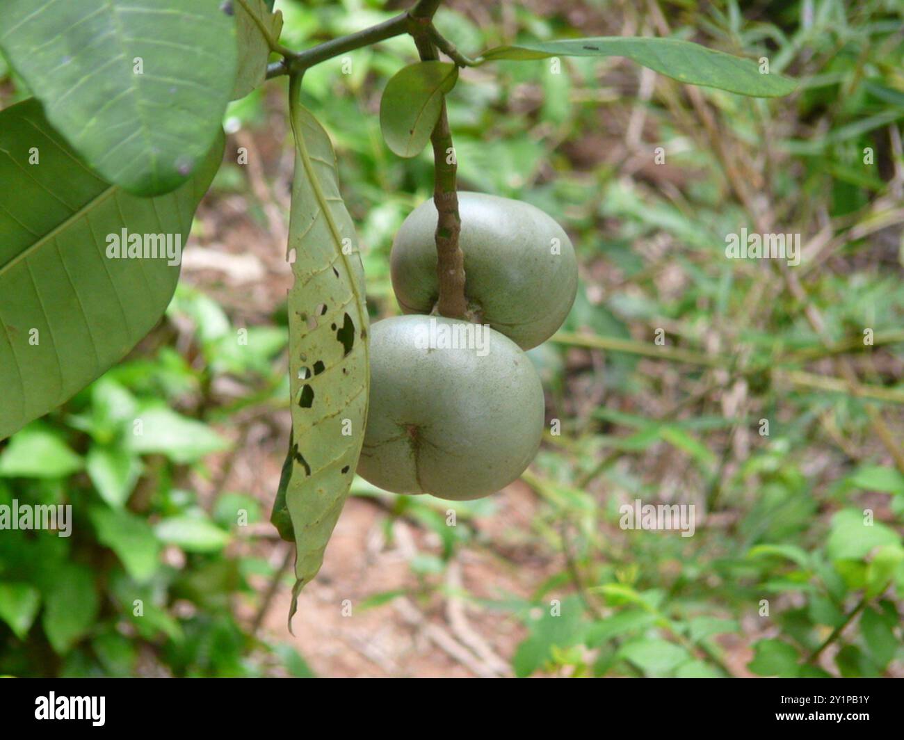 dogbane family (Apocynaceae) Plantae Stock Photo - Alamy