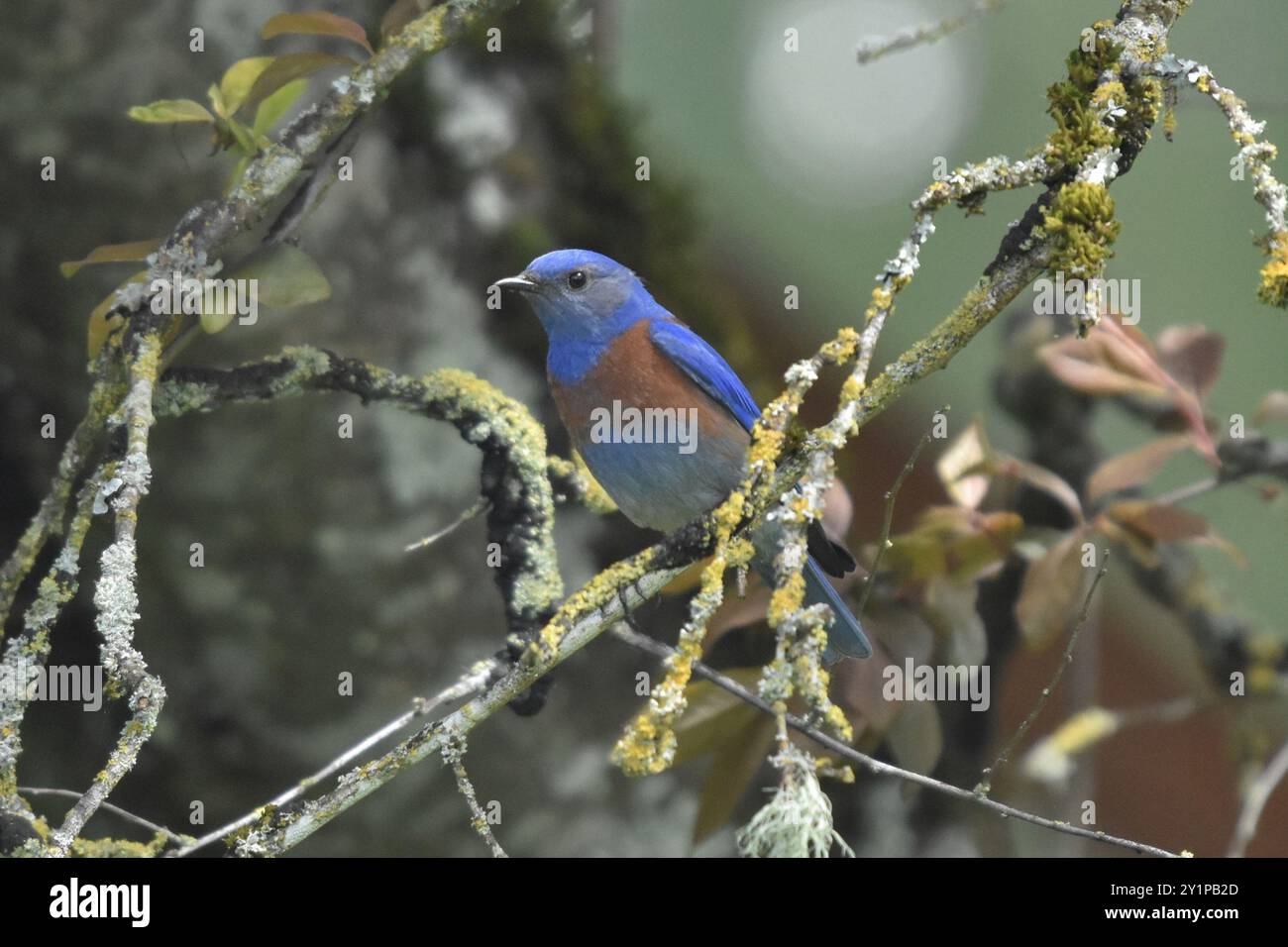 Western Bluebird (Sialia mexicana) Aves Stock Photo - Alamy