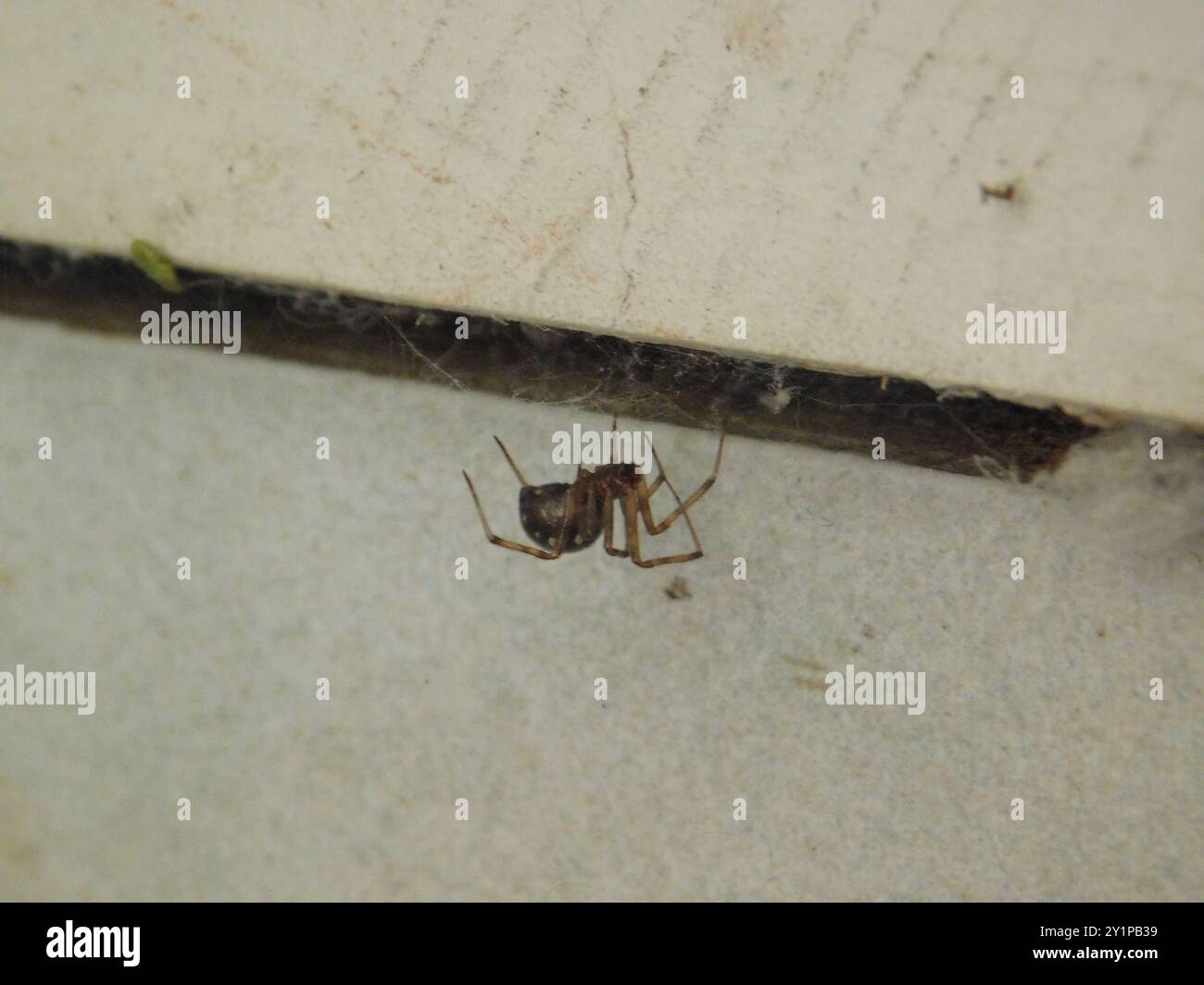 Triangulate Combfoot (Steatoda triangulosa) Arachnida Stock Photo - Alamy