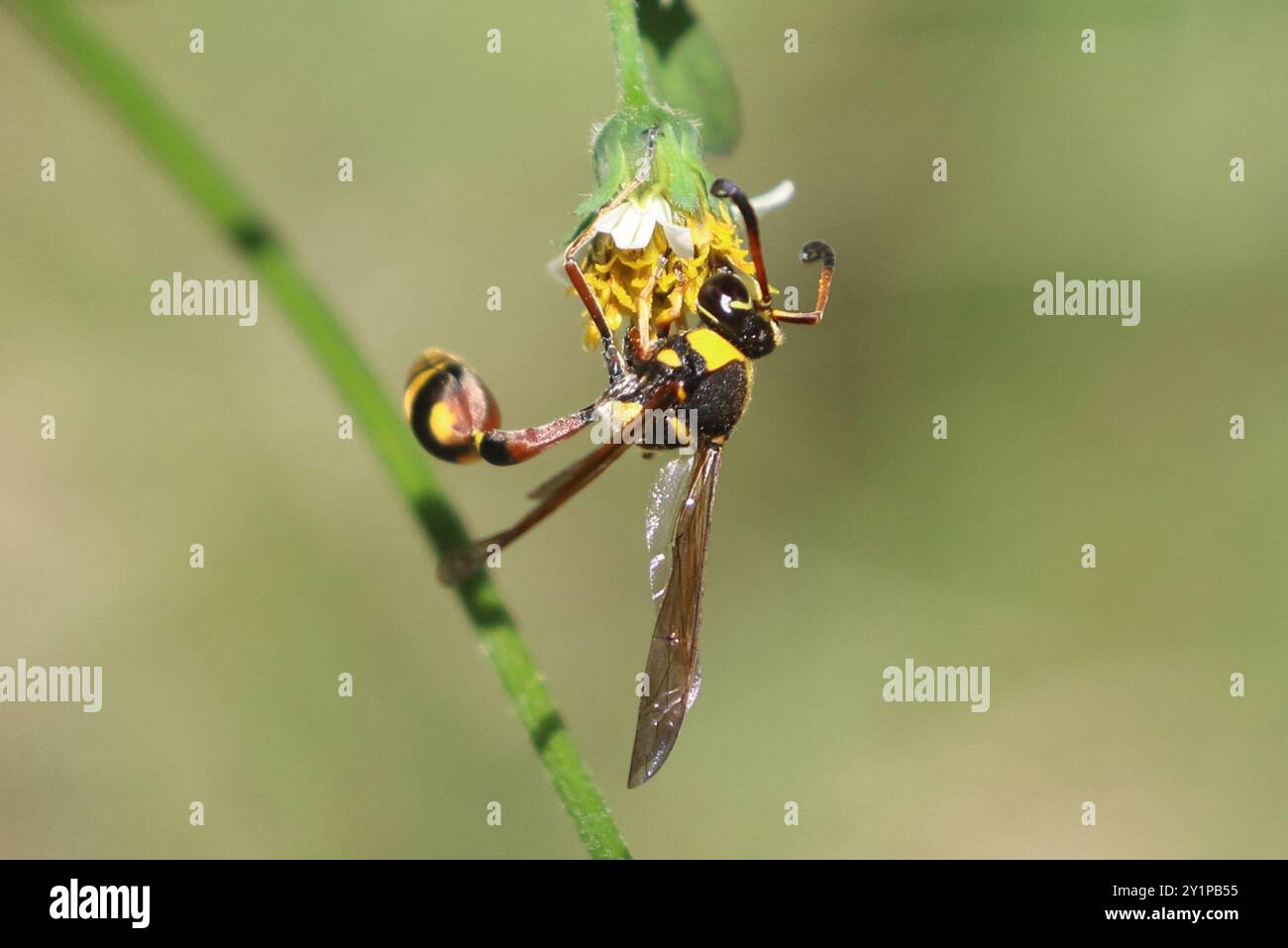 Yellow-and-black Potter Wasp (Delta campaniforme) Insecta Stock Photo ...