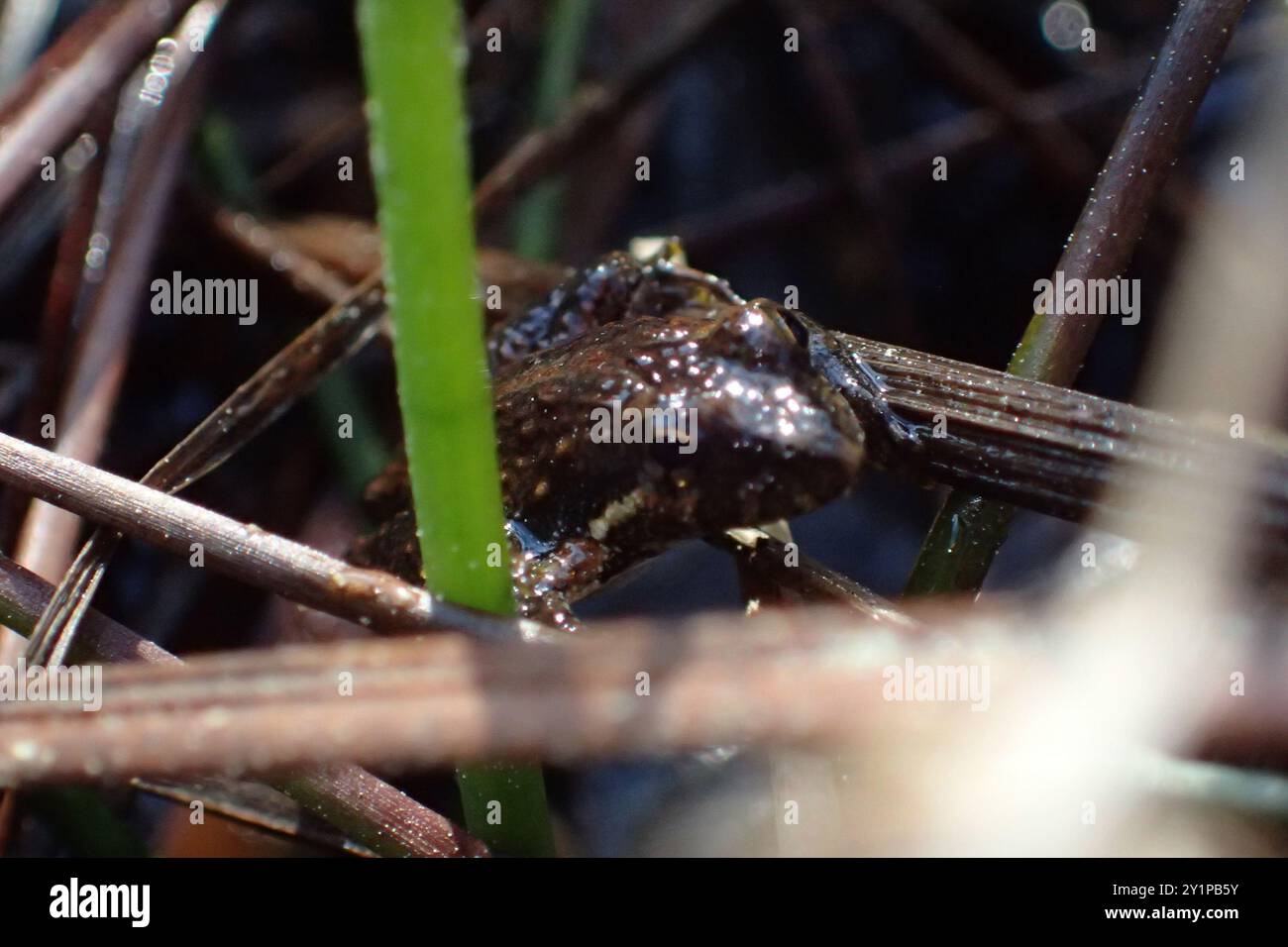 Southern Cricket Frog (Acris gryllus) Amphibia Stock Photo - Alamy