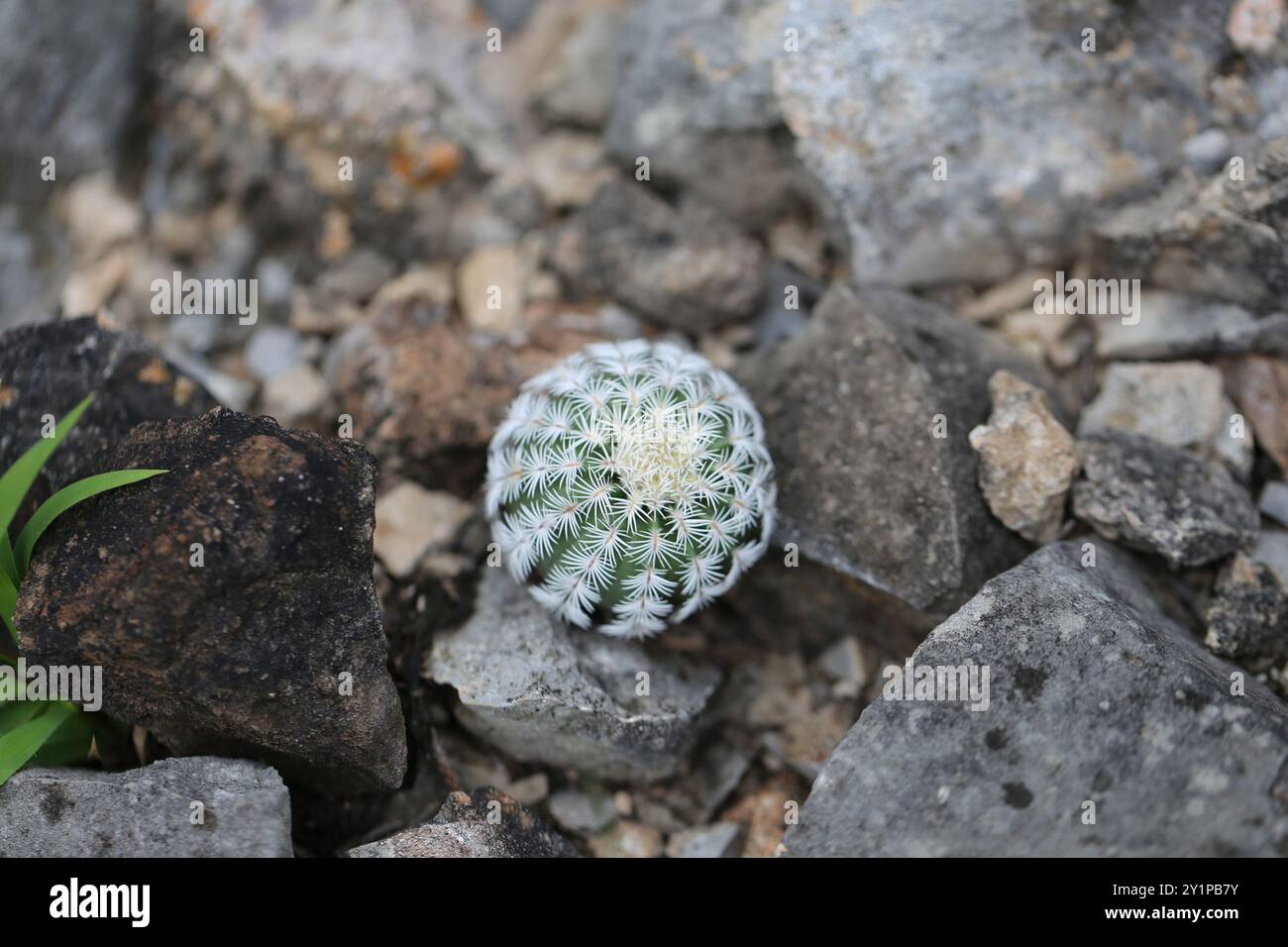 white lace cactus of Texas (Echinocereus reichenbachii caespitosus ...