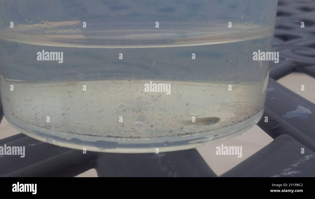 Eastern Mosquitofish (Gambusia holbrooki) Actinopterygii Stock Photo ...