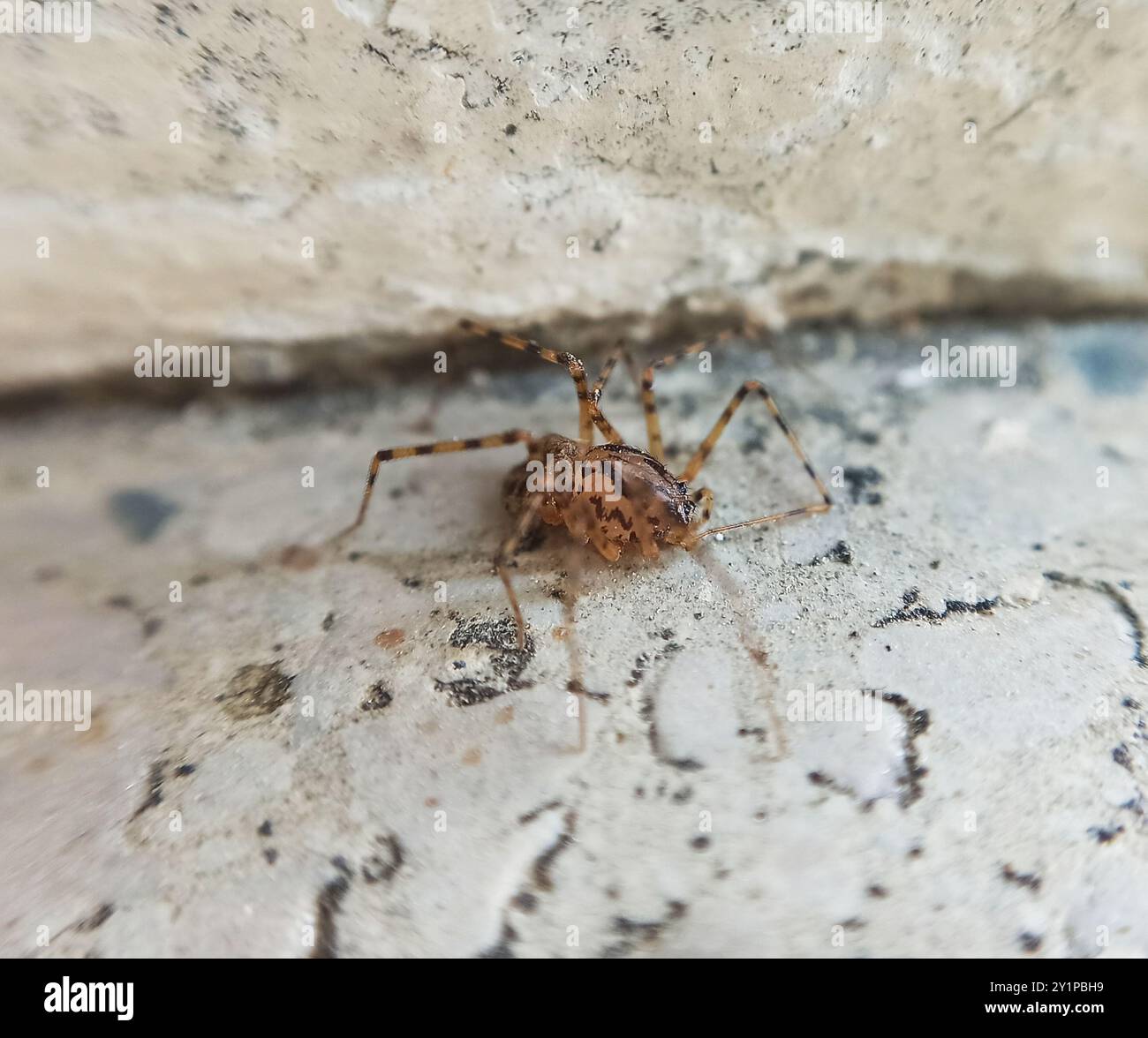Common Spitting Spider (Scytodes thoracica) Arachnida Stock Photo - Alamy