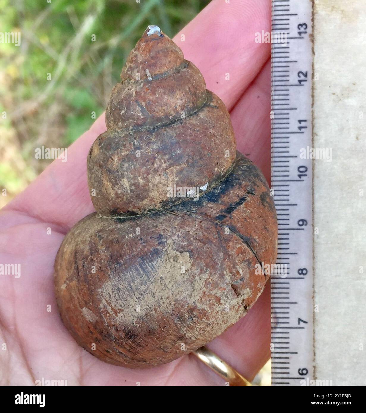 Chinese Mystery Snail (Cipangopaludina chinensis) Mollusca Stock Photo ...