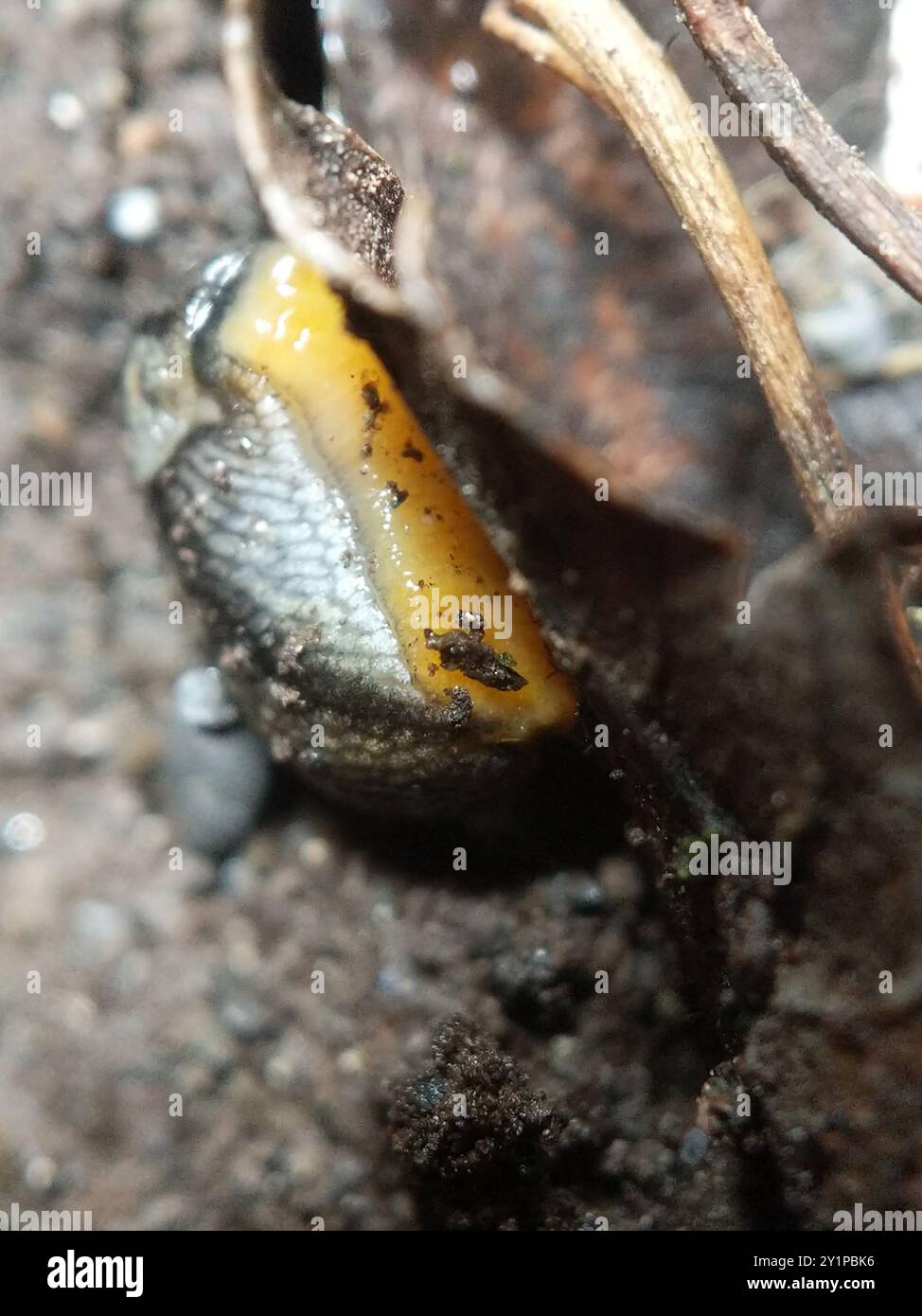 hortensis-group Arion Slugs (Kobeltia) Mollusca Stock Photo - Alamy