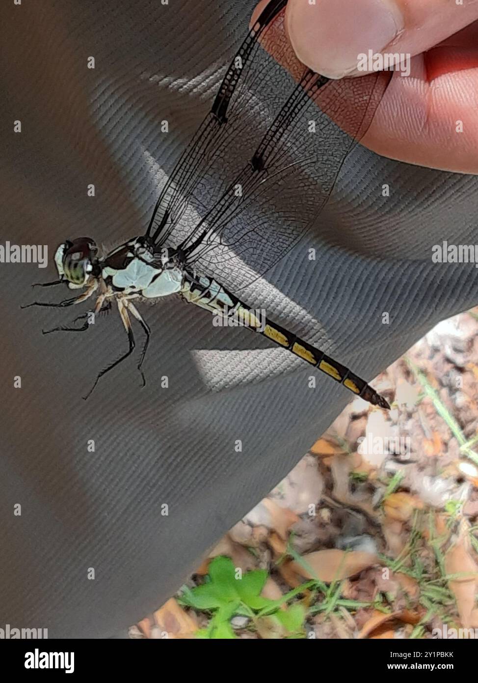 Great Blue Skimmer (Libellula vibrans) Insecta Stock Photo - Alamy