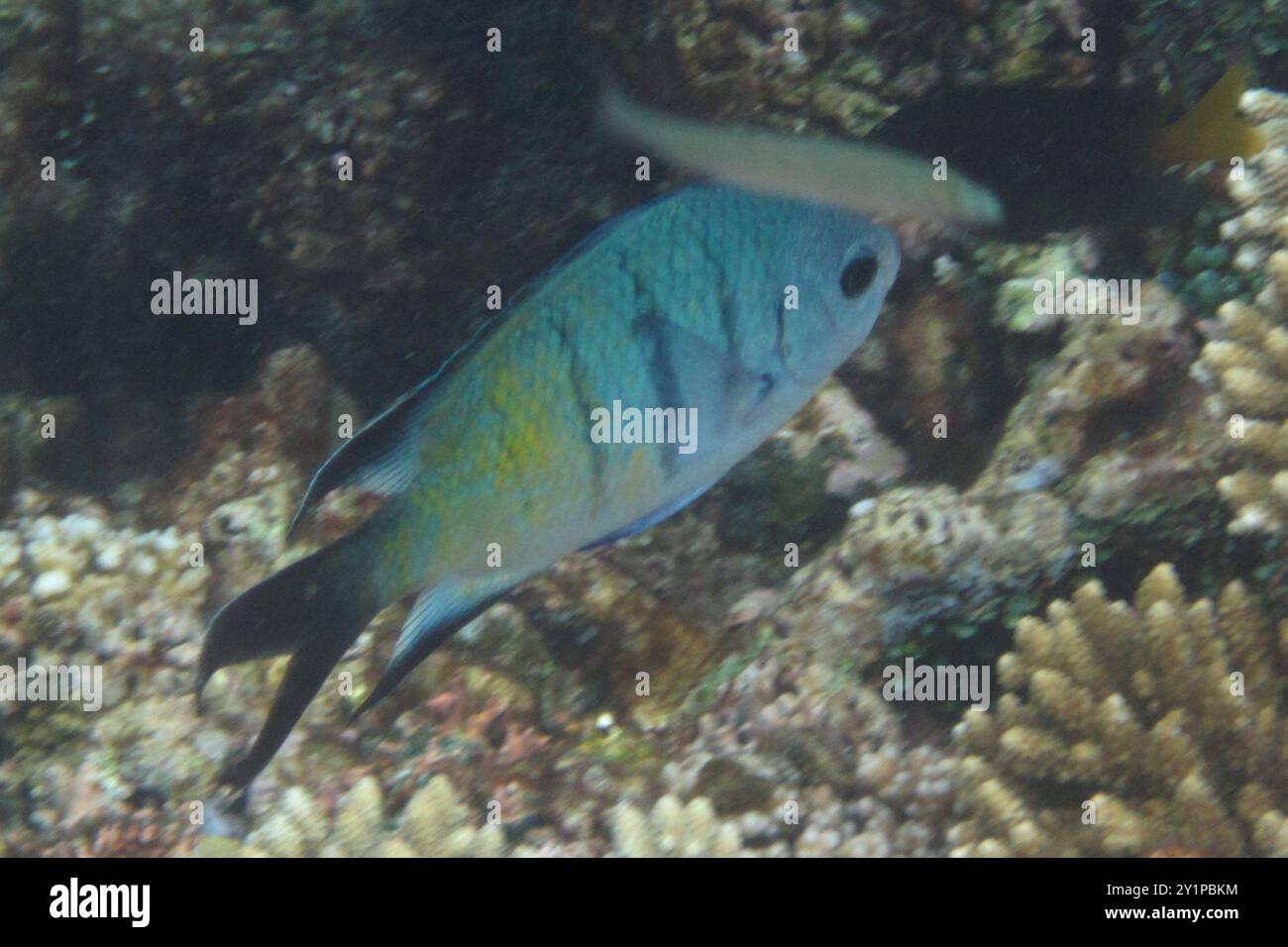 Whitley's Sergeant (Abudefduf whitleyi) Actinopterygii Stock Photo - Alamy