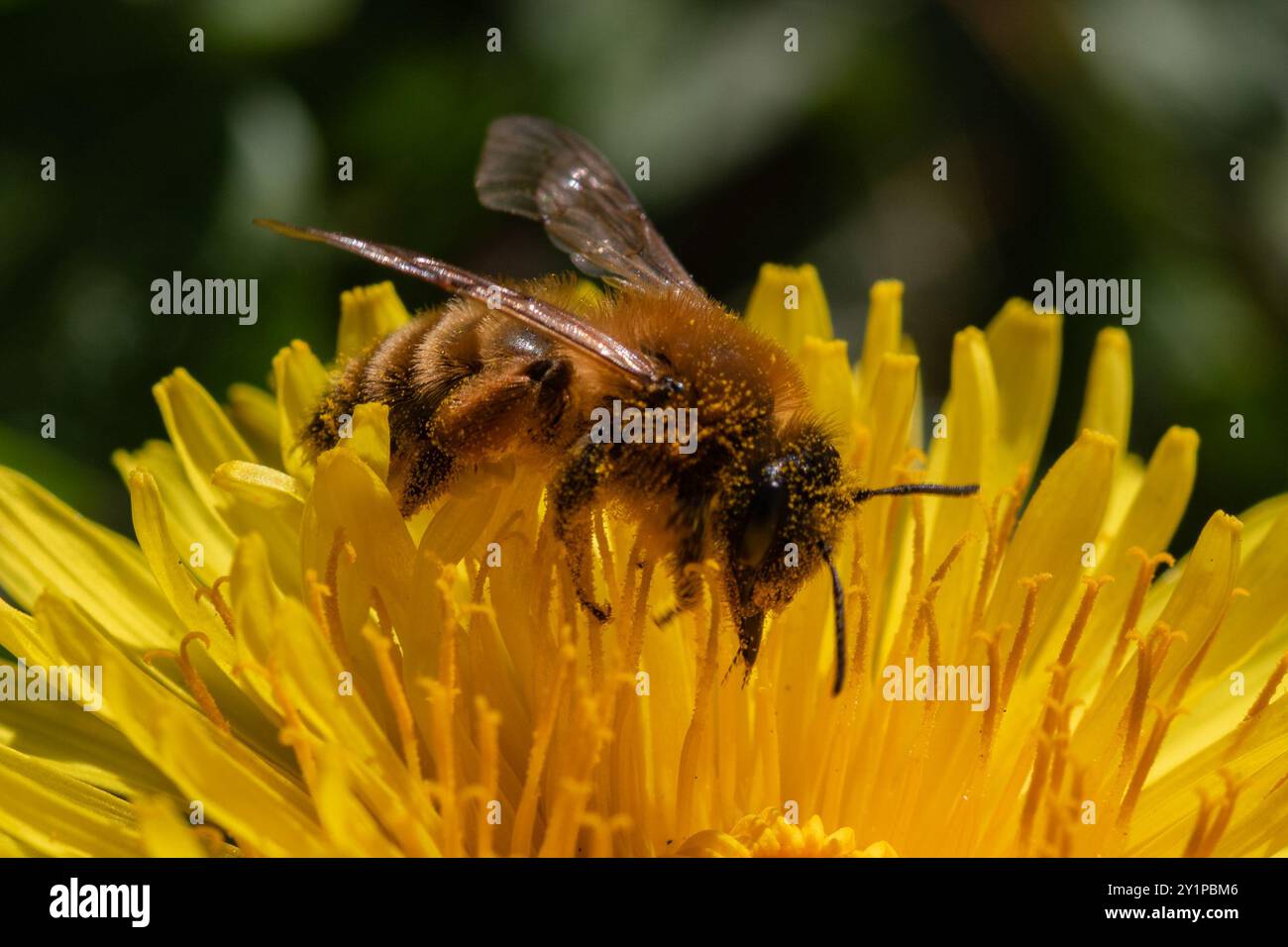 Buffish Mining Bee (Andrena nigroaenea) Insecta Stock Photo - Alamy