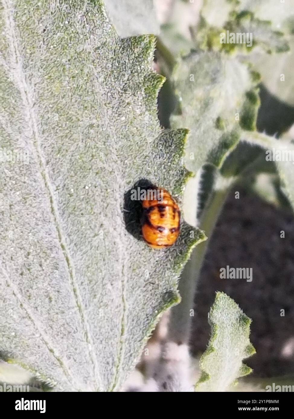 Lady Beetles (Coccinellidae) Insecta Stock Photo - Alamy