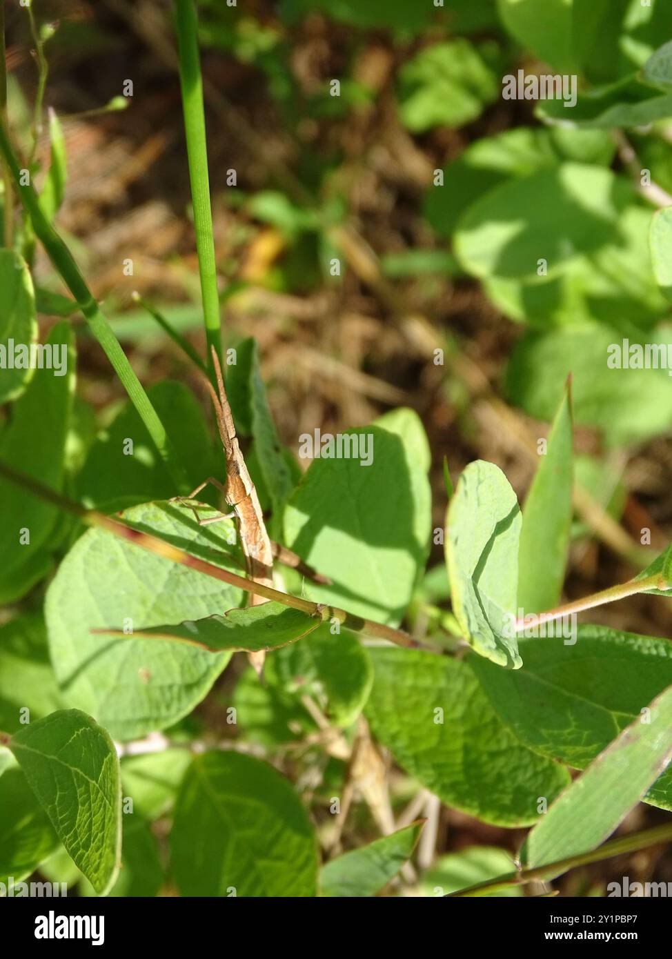 Long-headed Toothpick Grasshopper (Achurum carinatum) Insecta Stock ...
